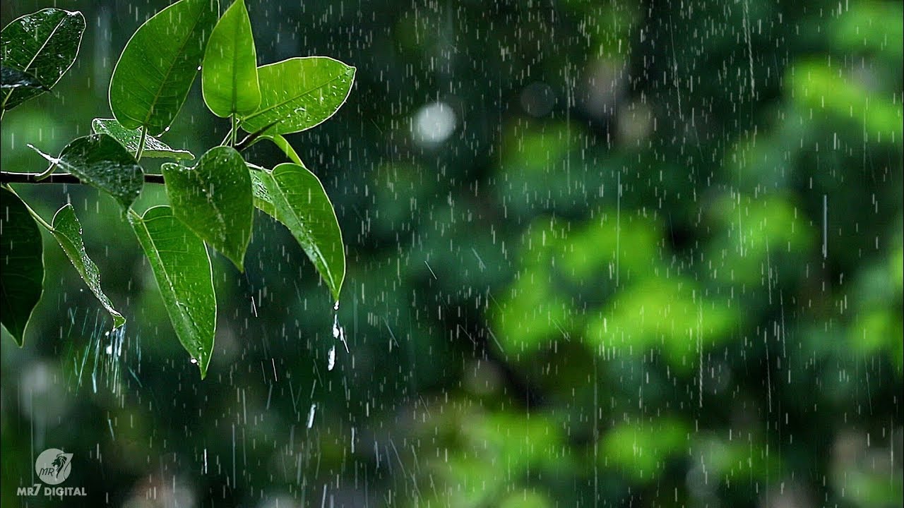 Relaxing Rain Sounds - Ambient Sounds for Relaxation - ANIMATED - YouTube