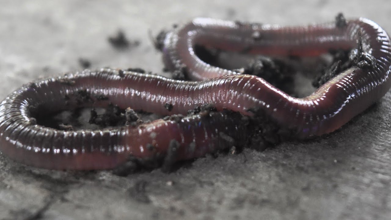 A DETAILED view of ANC's & invasive worms *CLOSE-UP VIEWS & WAYS TO ...