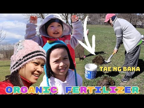 BUHAY ROMANIA - NANGUHA KAMI NG TAE SA BAKA | ORGANIC FERTILIZER - YouTube