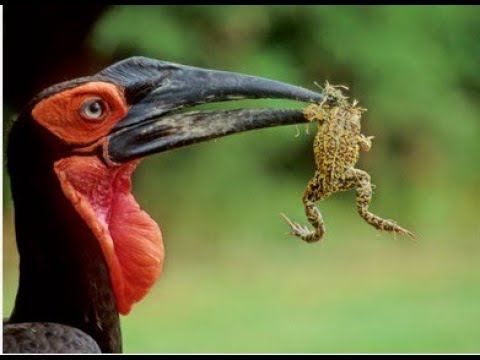 The Roaring Bird, longest-lived of all birds - YouTube