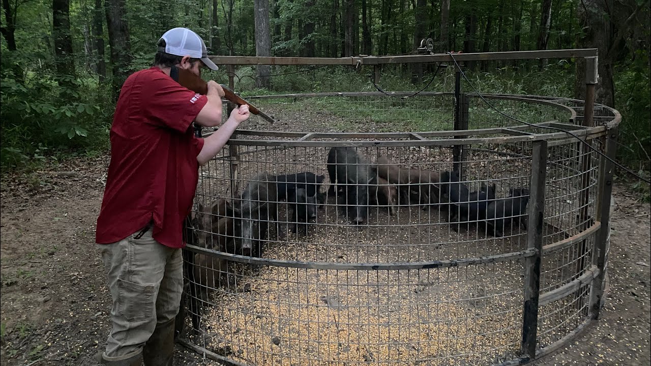 Beavers, big boars and an intern to drag hogs. - YouTube