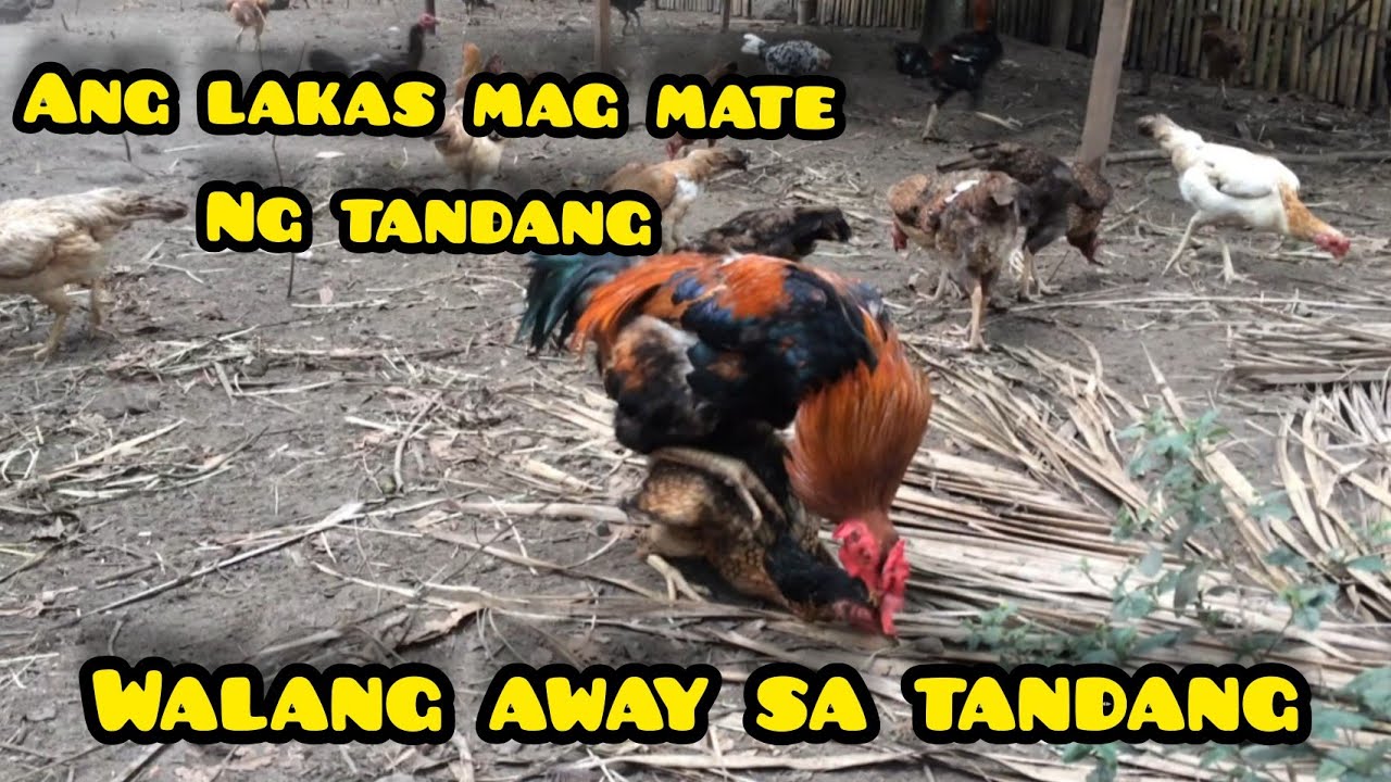 PARAAN UPANG HINDI MAG AWAY ANG TANDANG | ANG LAKI NG TANDANG - YouTube