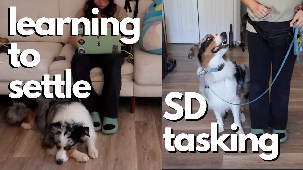 Service Dog Tasking: Learning To Settle, Loose Leash Walking, Anxiety ...