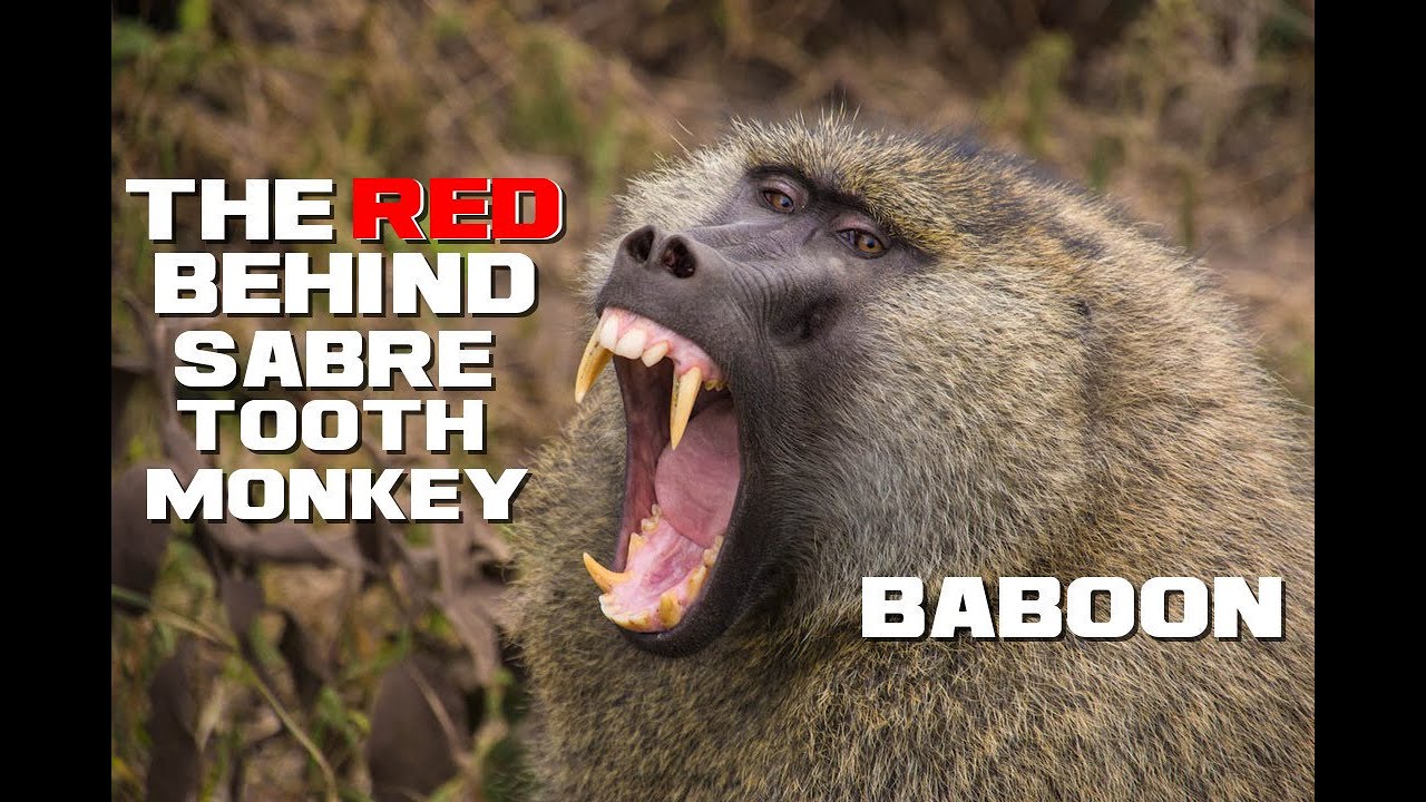 10 Baboon Facts - The Red Behind Sabretooth Monkey - Animal a Day B ...