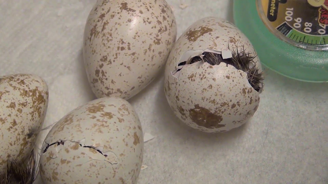 13 quail eggs hatching! - YouTube