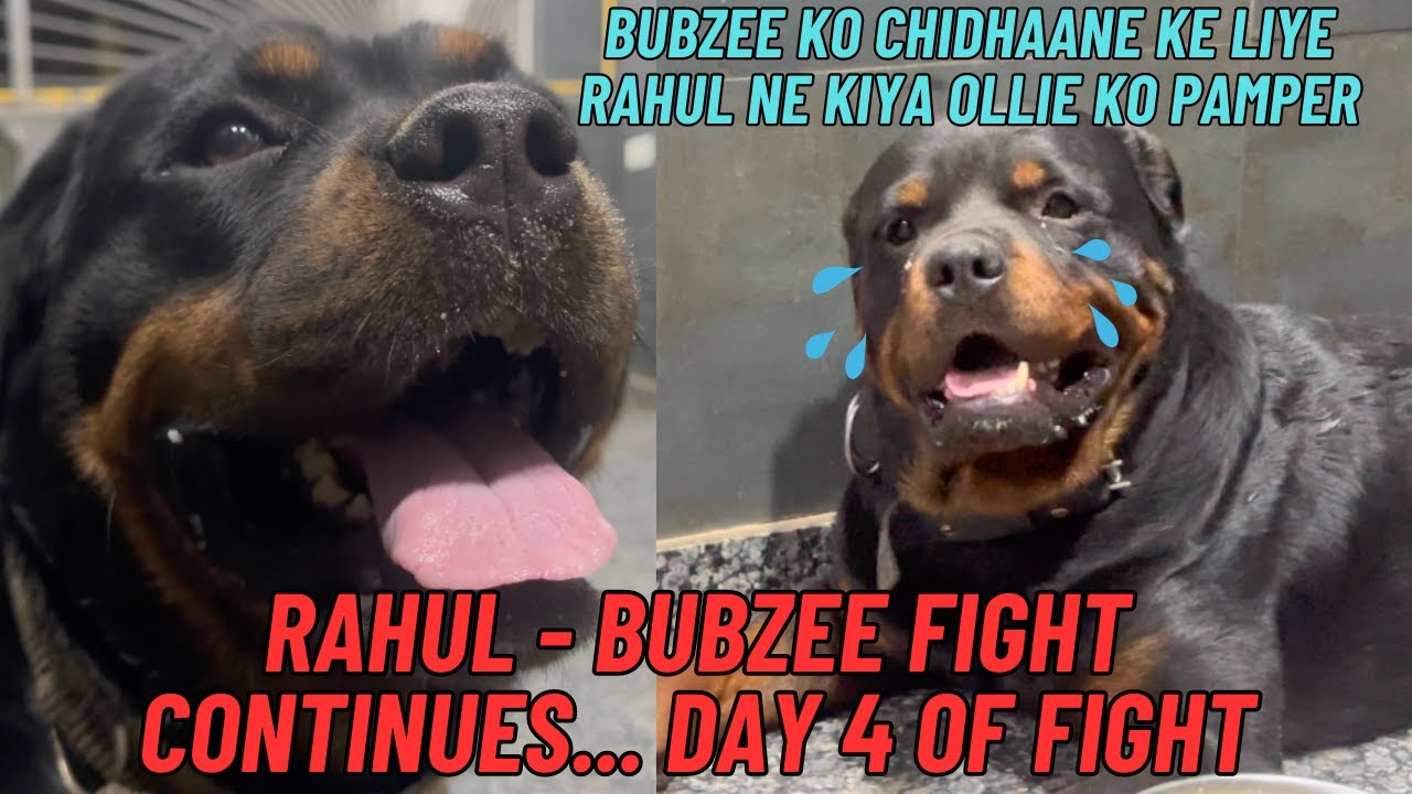 Rottweiler Bubzee & Rahul Ki Fight Continues: Day 4 Of The Fight ...