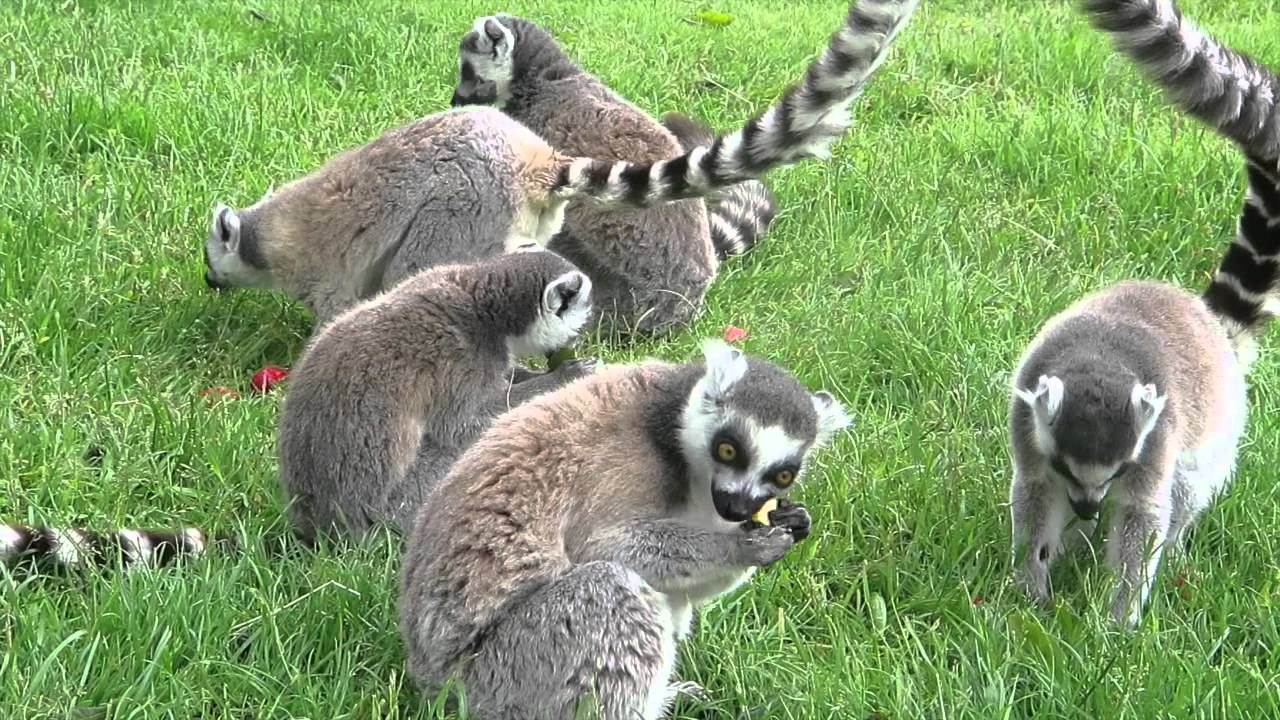 Sally's Cottages visit the lemurs at Lake District Wildlife Park - YouTube