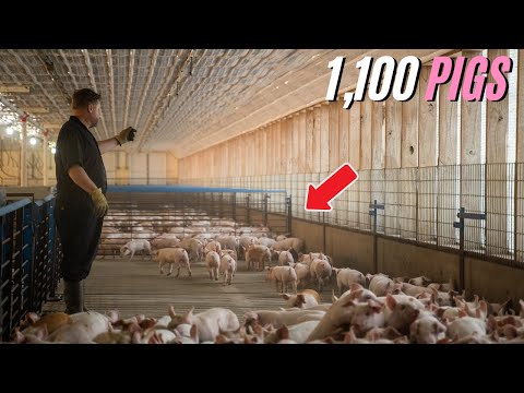Unloading Baby Pigs & Loading Out Feeder's - YouTube