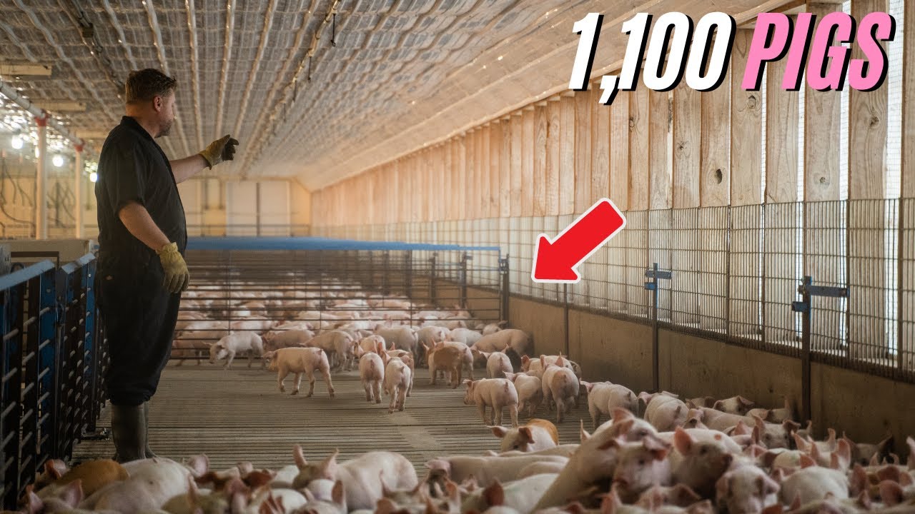 Unloading Baby Pigs & Loading Out Feeder's - YouTube