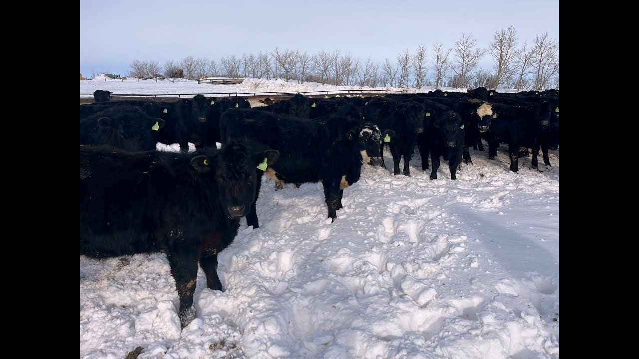 Ed Curry Ranching Ltd. 665# Angus Steers - YouTube
