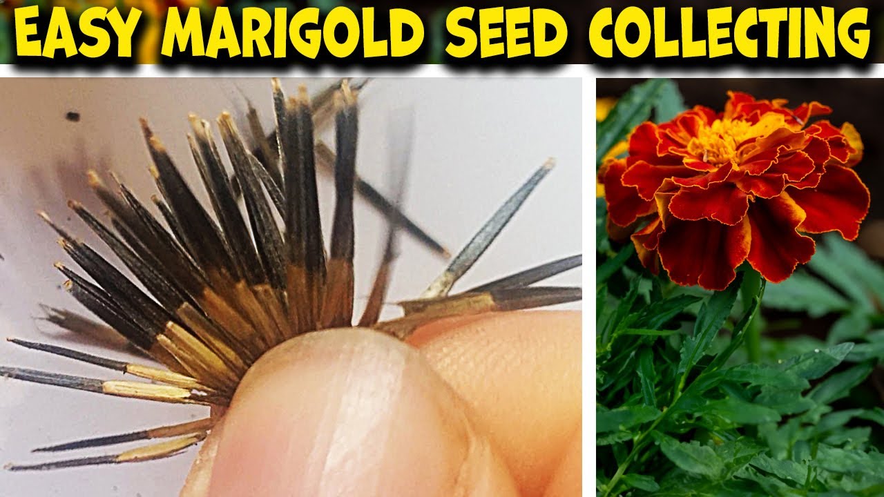 Marigold Seed Collecting. All You Need To Know in 3 Minutes. - YouTube