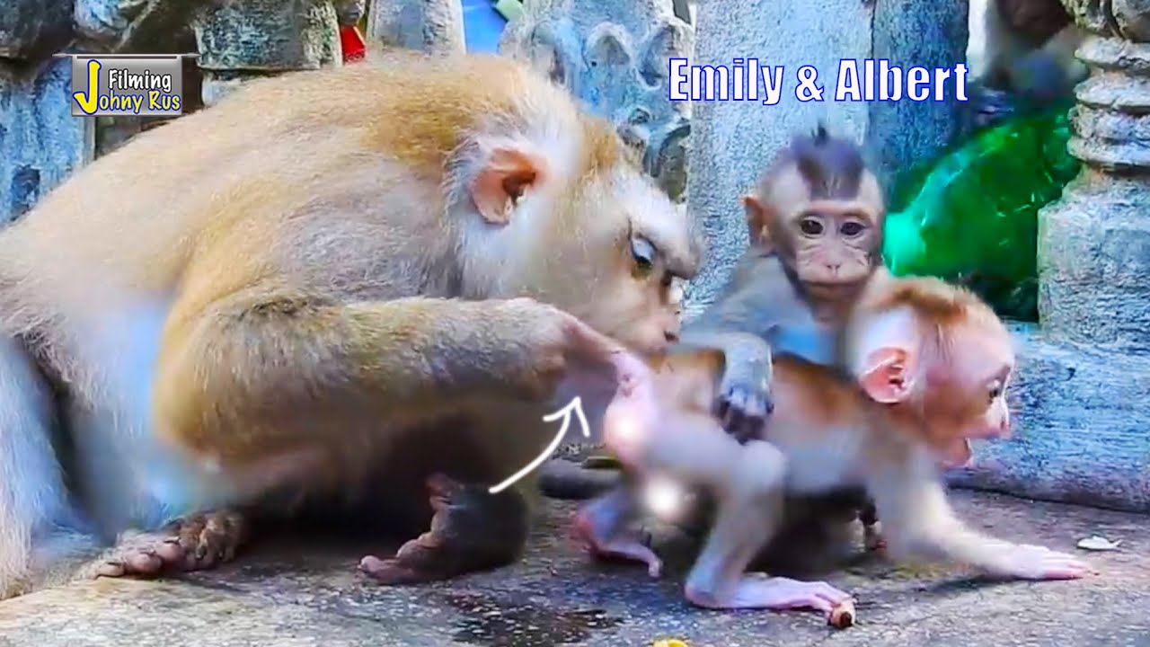 Meaningful... Queen tiny Emily protects baby monkey ALBERT adorably as ...