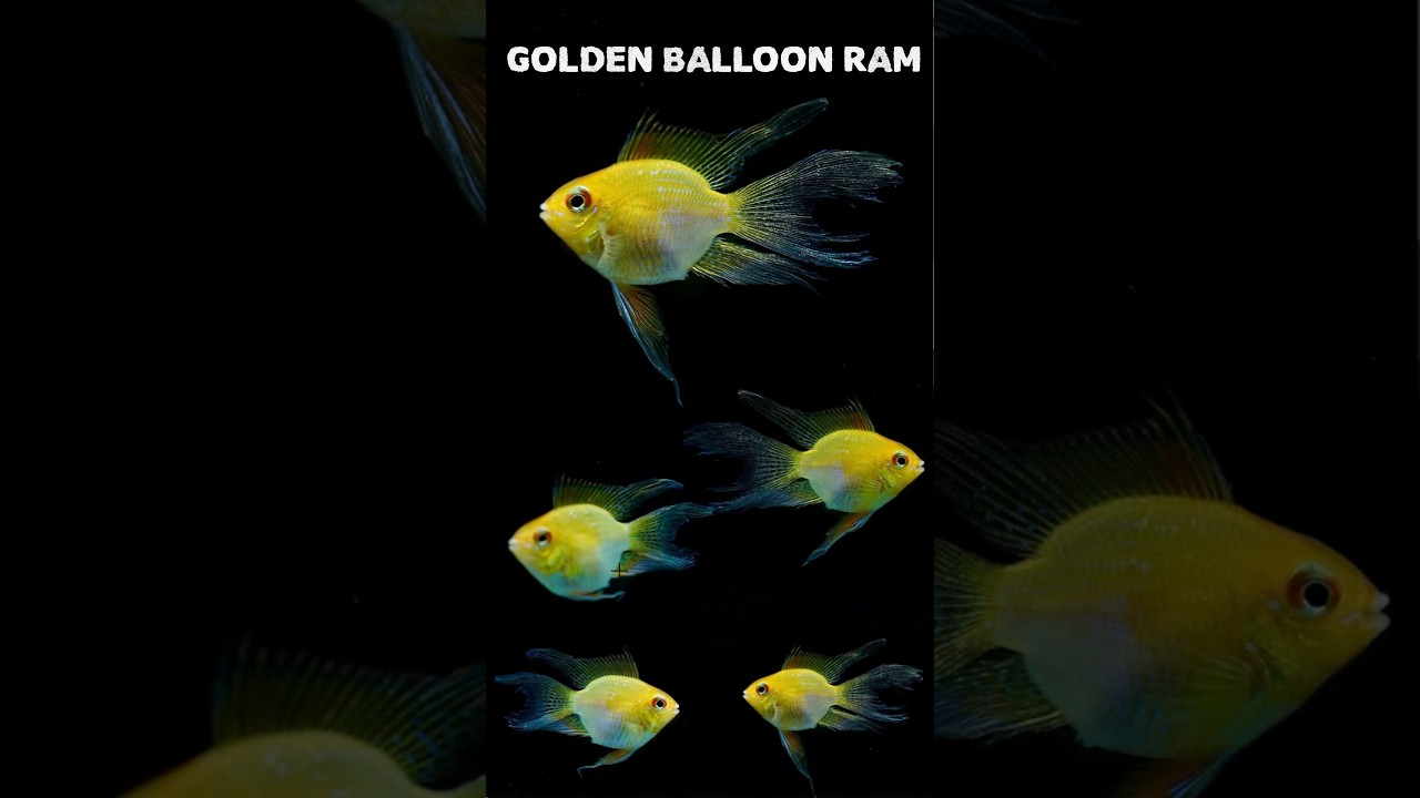 Golden Balloon Ram | Imported New Fish - YouTube