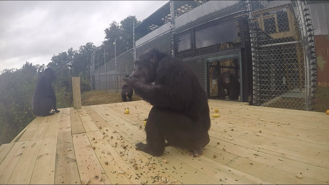 First Precious Moments Outdoors at Project Chimps! - YouTube