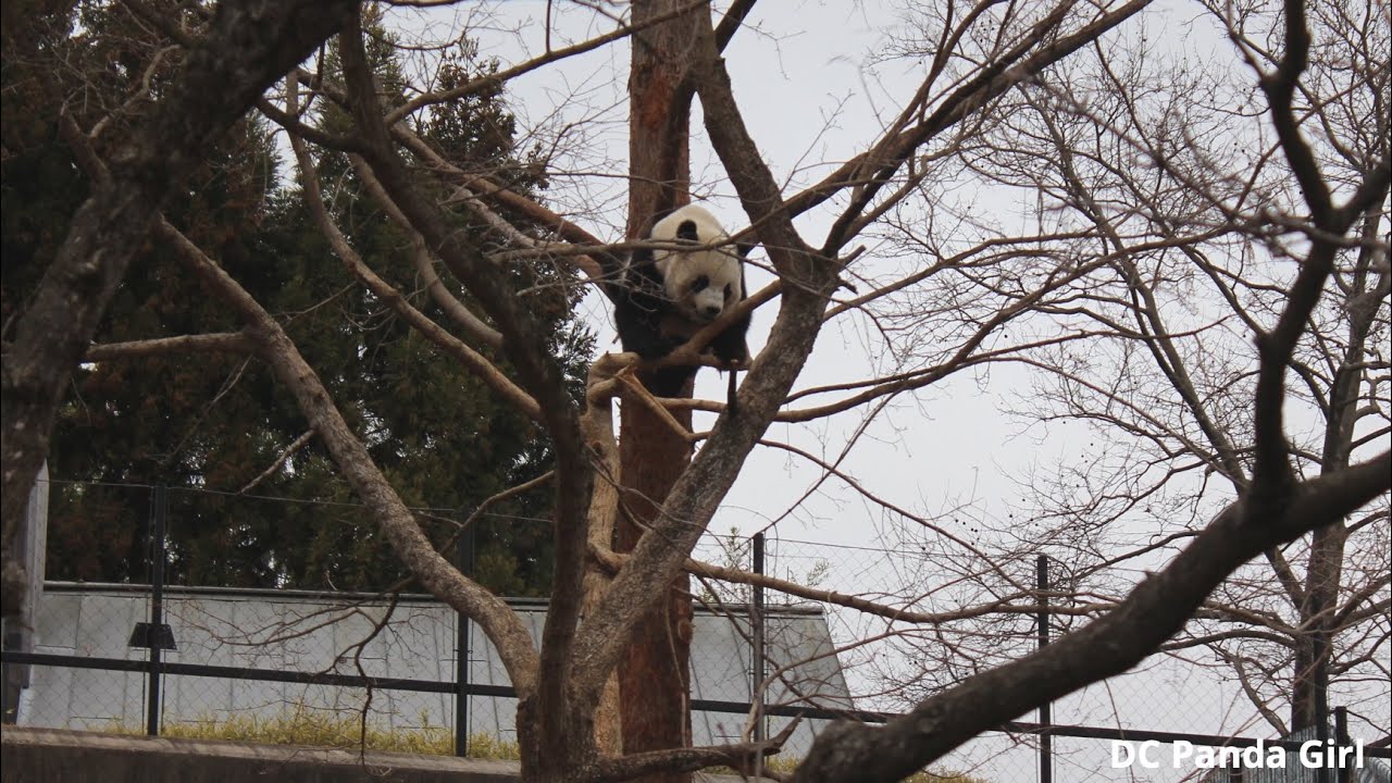 #Giantpanda Bao Li Climbs High in the Trees and Practices Kung Fu Panda ...