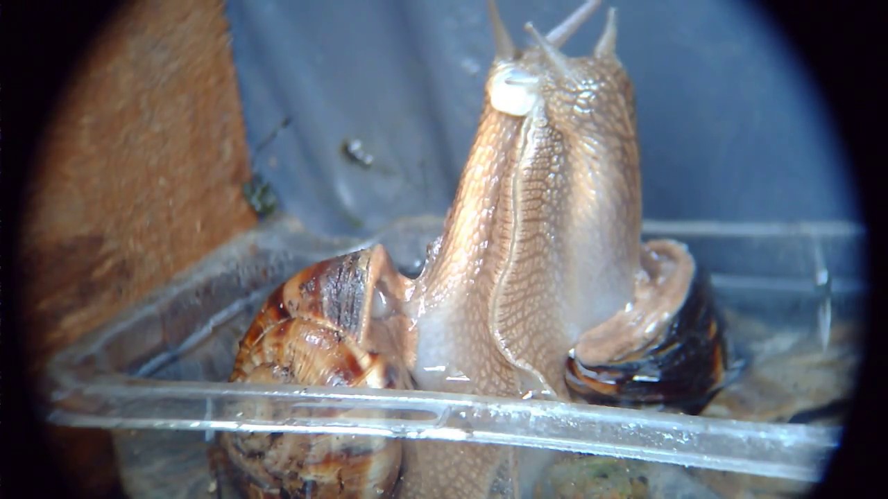 Helix Lucorum Breeding Dance - YouTube