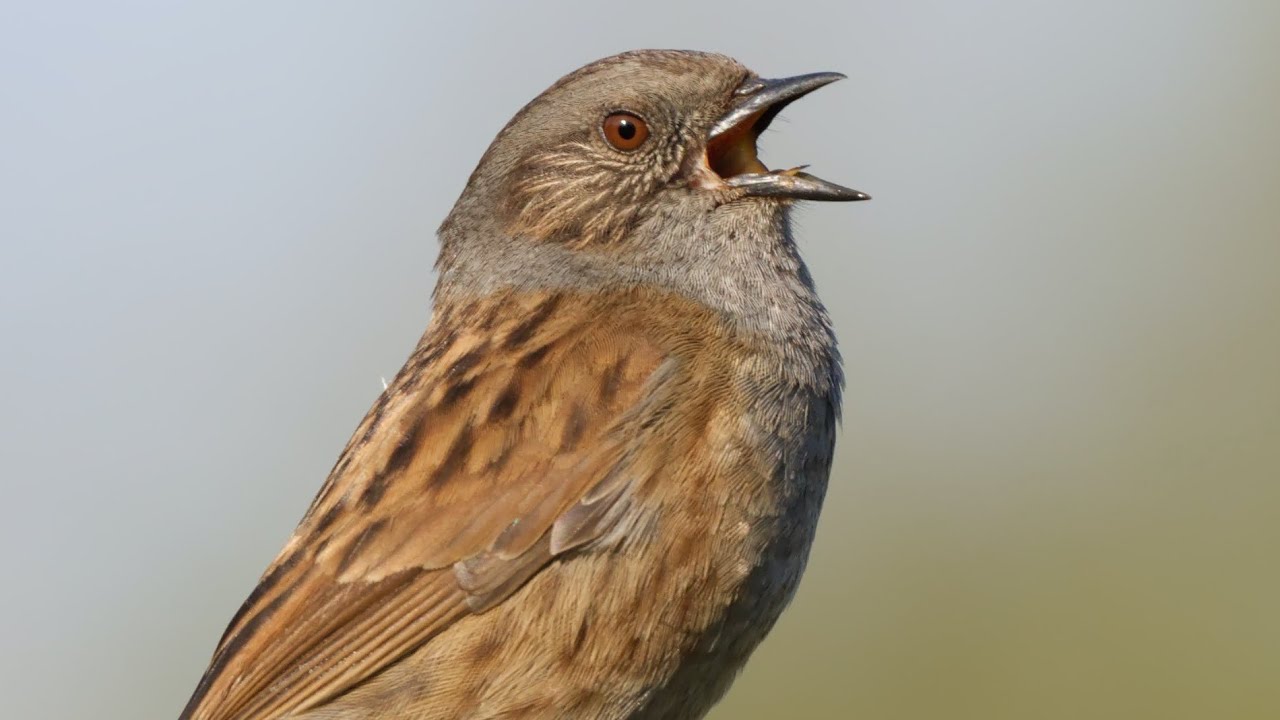 Dunnock bird voice for sleep 😴|Nature with relaxation - YouTube