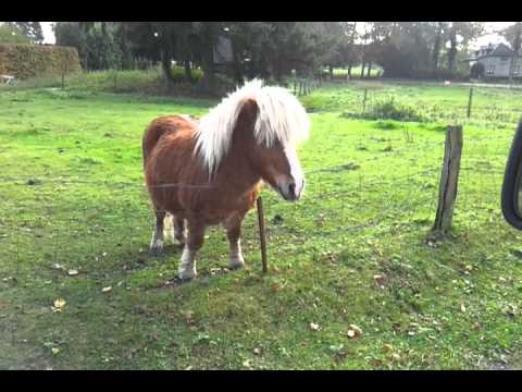 DANS EDEN AT / DANCING PONY.