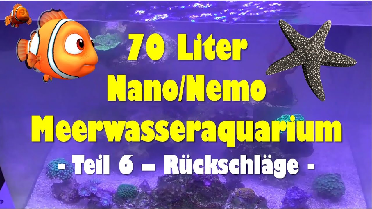 Meerwasseraquarium Nano Nemo 70 Liter - Teil 6 - Rückschläge - - YouTube