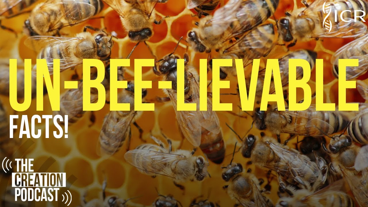 The Industrious Efficiency of Bees | The Creation Podcast: Episode 49 - YouTube