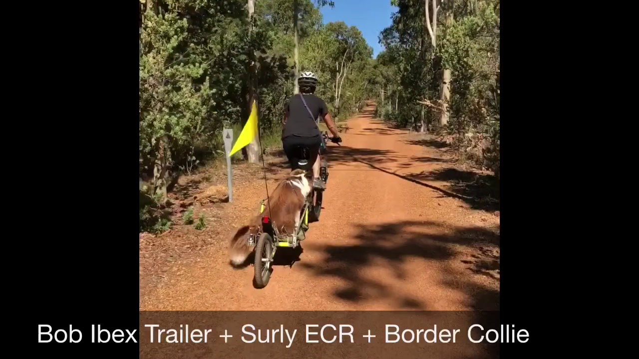 Bob Ibex bike trailer + Border Collie dog - YouTube