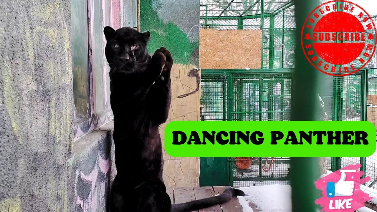 Dancing panther - YouTube