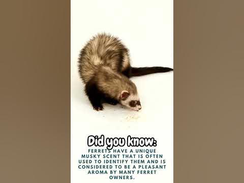 Interesting Pets Facts Ferrets 🦦 #shortsvideo #shorts #Ferrets - YouTube