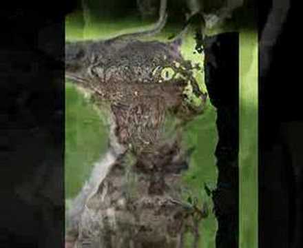 Aat Cat - YouTube