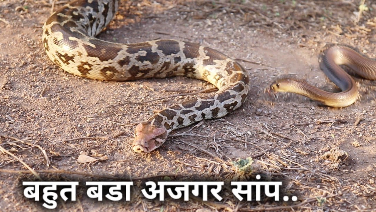 सबसे शक्तिशाली होता है अगजर सांप, Rescue rock Python from Ahmednagar, Maharashtra - YouTube