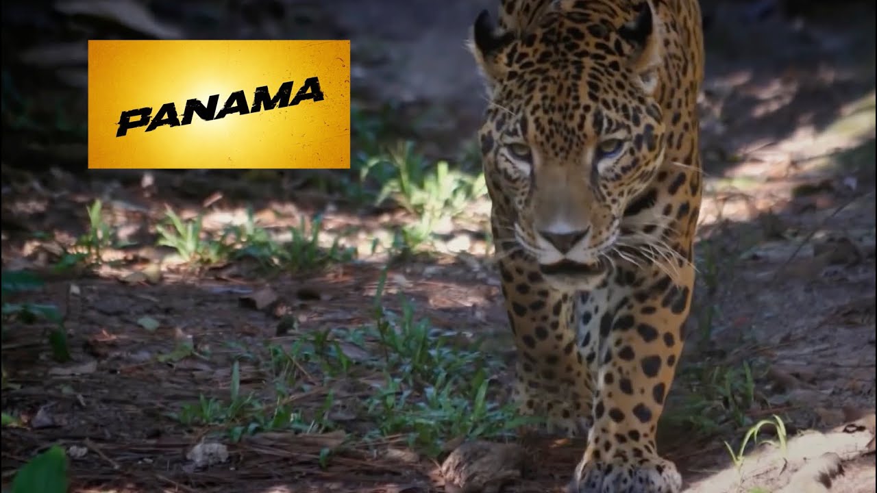 PANAMA Trailer (2022) - Action Movie HD - YouTube