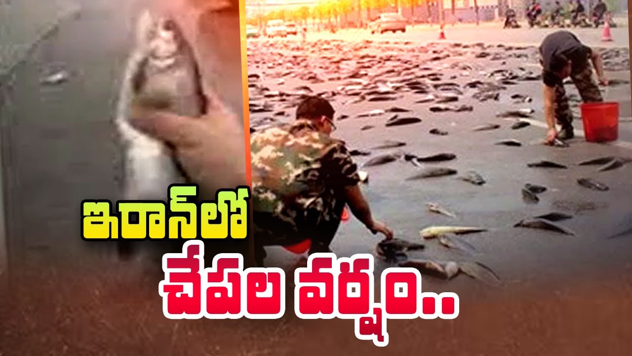 Rain of fish in Iran | ఇరాన్‌లో చేపల వర్షం.. Reason for Rain of Fish in ...