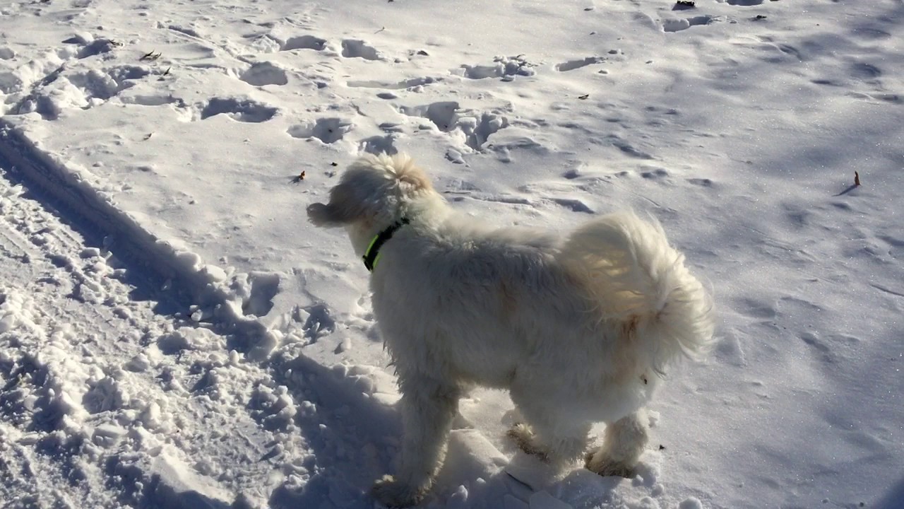 Cash the dog making snow angles - YouTube