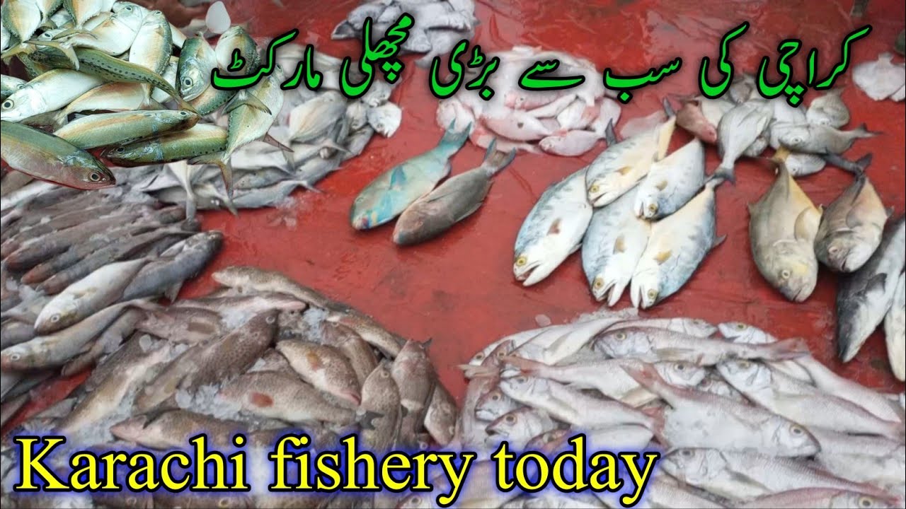 karachi fishery rates today | karachi fishery market | karachi fish ...