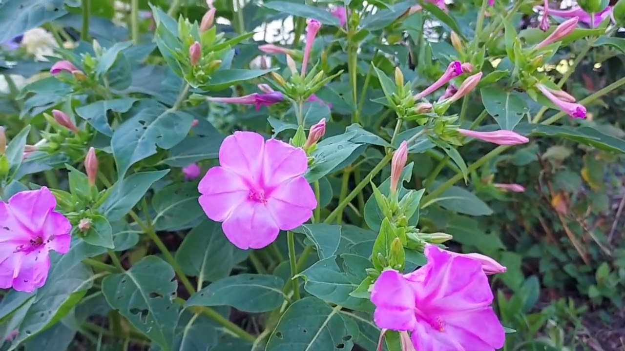 Four o'clock flower....Mirabilis jalapa...#mirabilis #fouro'clock # ...
