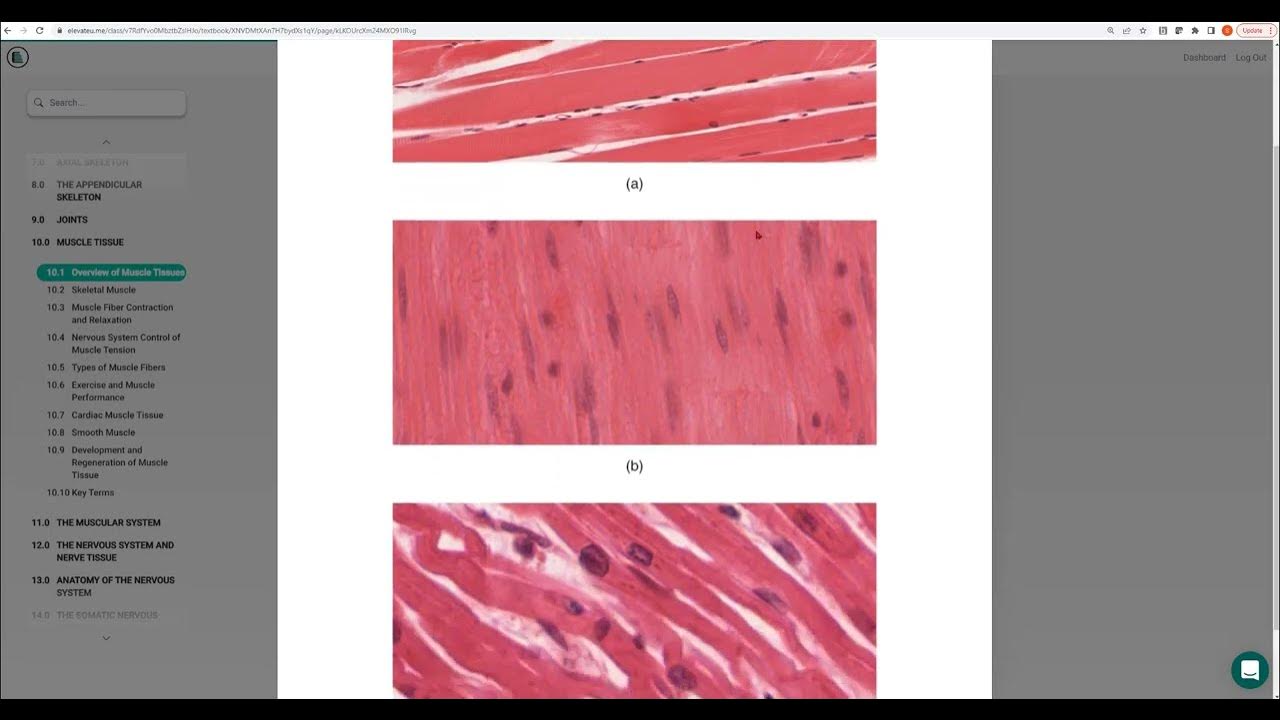 BIOL 152 Muscular System - YouTube