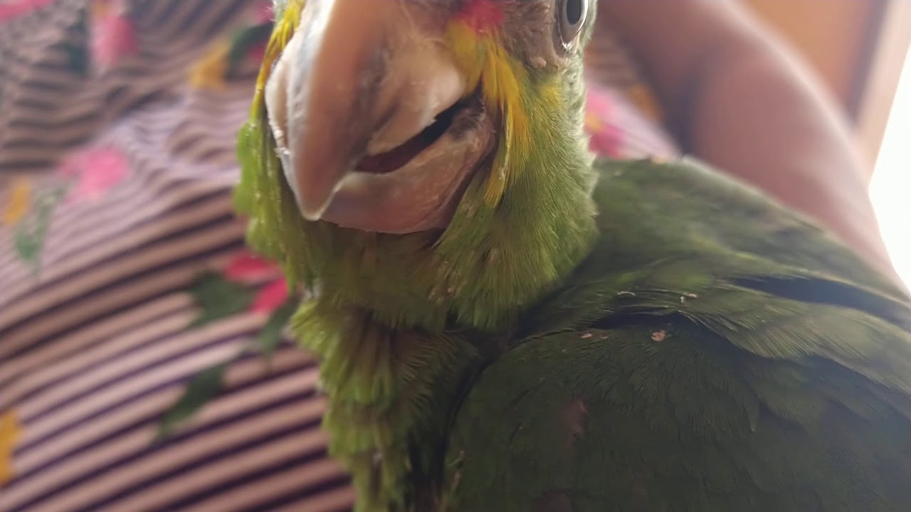 Cotorro loco - YouTube