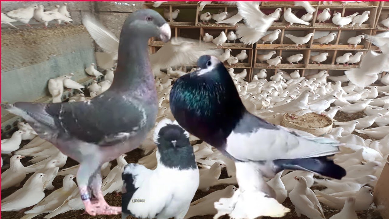top 10 pigeons | fancy pigeon collection | indian pigeon | kabootar ki ...