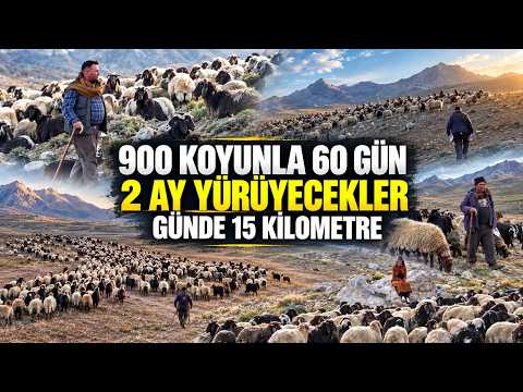 900 koyunla yola çıktılar: Batman'a ulaşmaları 60 gün sürecek