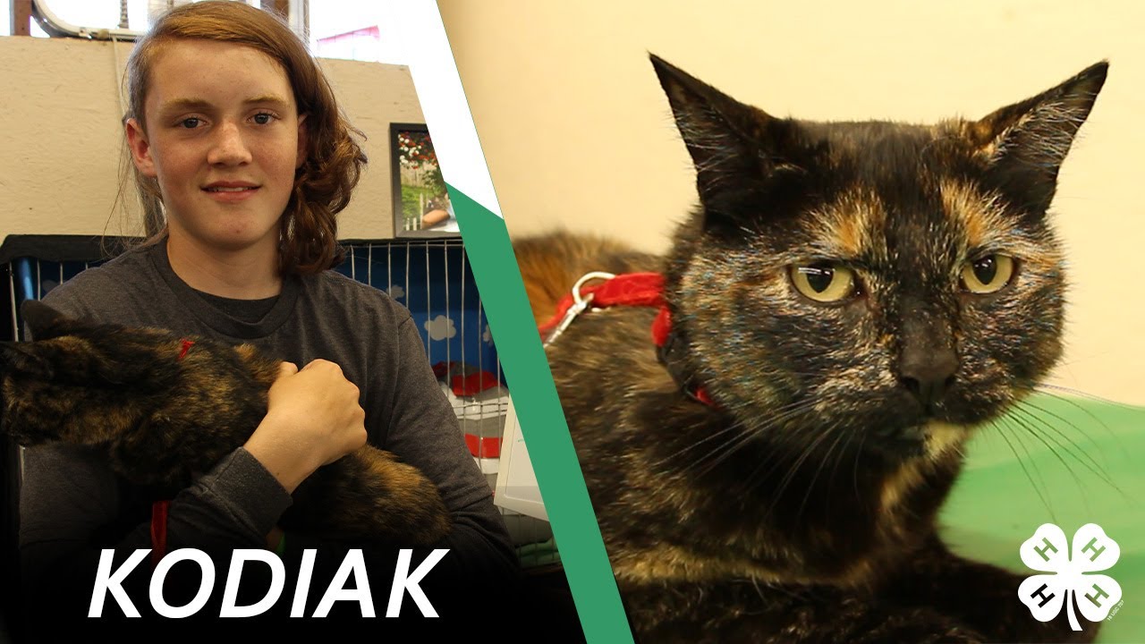 Kodiak & Runner I Cat Program I 4-H Pierce County Extension - YouTube