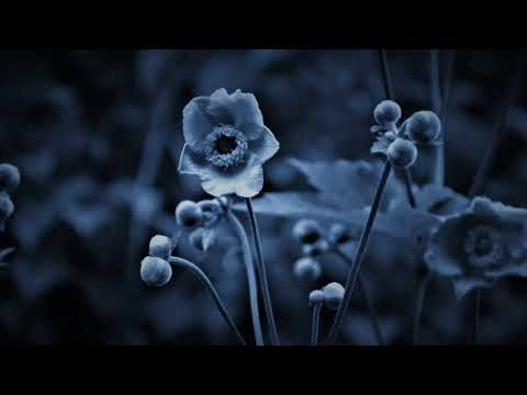 Moonlight, summer moonlight by Emily Brontë