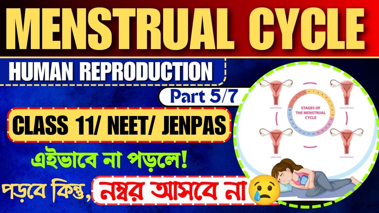 Menstrual Cycle | Human Reproduction | Part 5/7 | Board + NEET | class ...