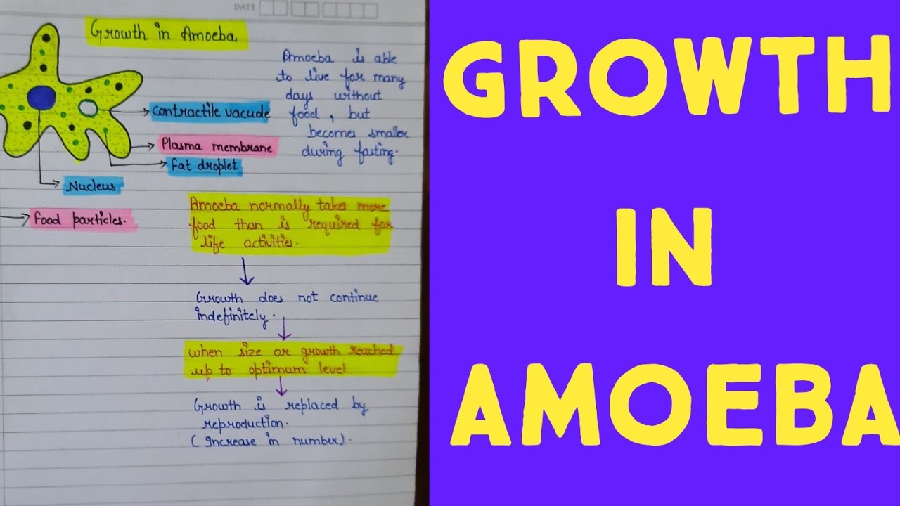 growth in amoeba || amoeba ki growth kaise hoti h || amoeba growth ...