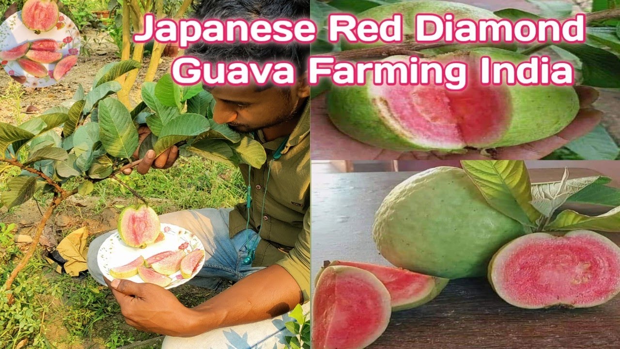 japanese guava plant || japanese red diamond guava plant || #Thai_Plant ...