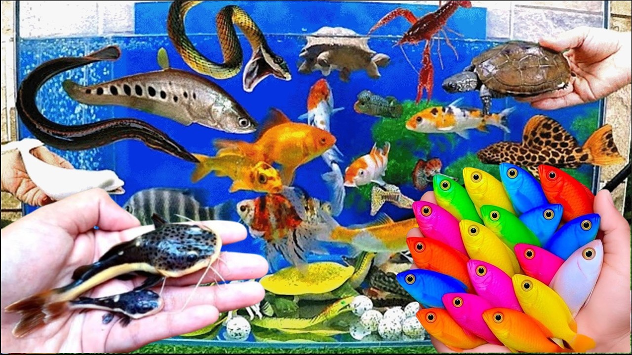 I Found Strange Ornamental Catfish, German Blue Ram, Betta Fish, Guppy ...