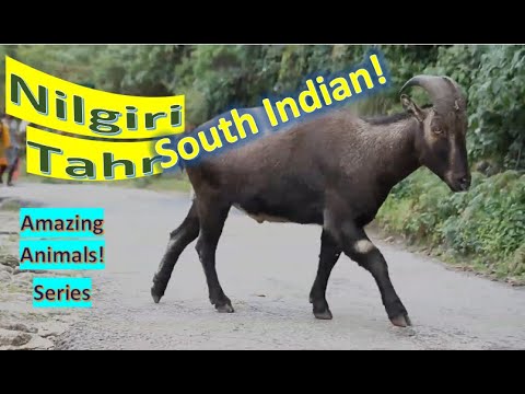Nilgiri Tahr facts 🐐 ungulate endemic to Nilgiri Hills 🐐 state animal ...