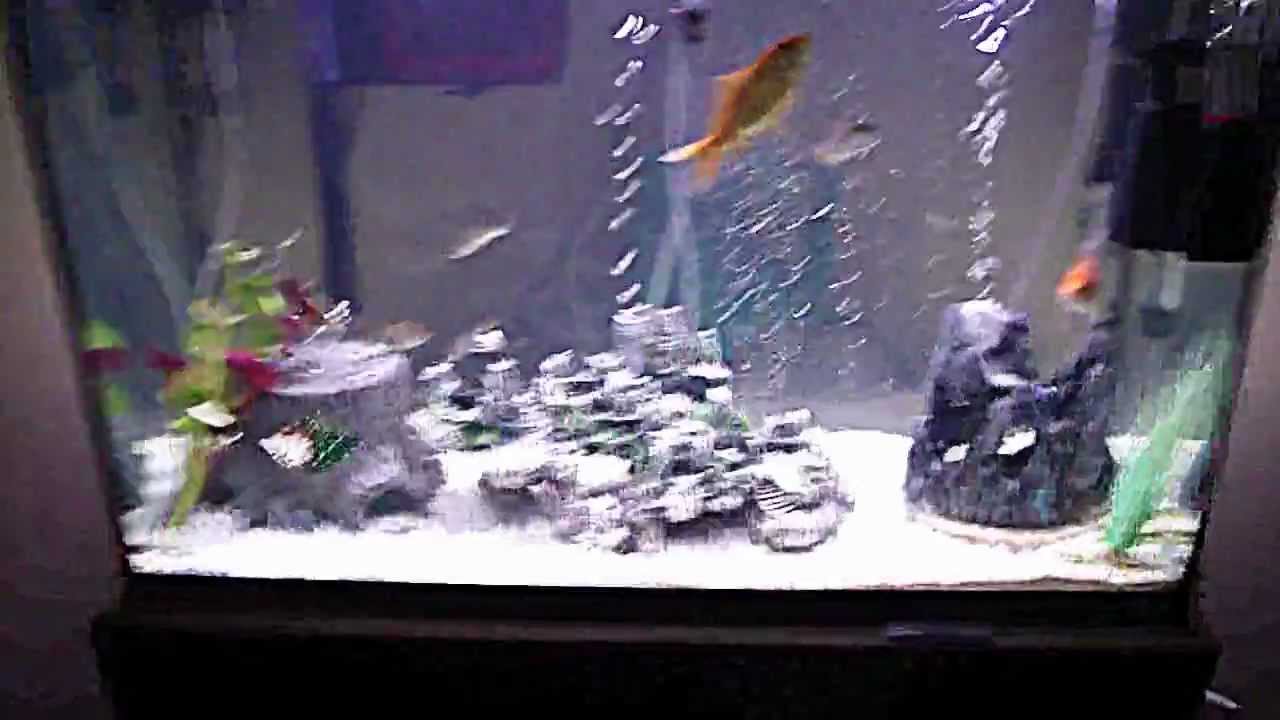 My 35 gallon aquarium review - YouTube