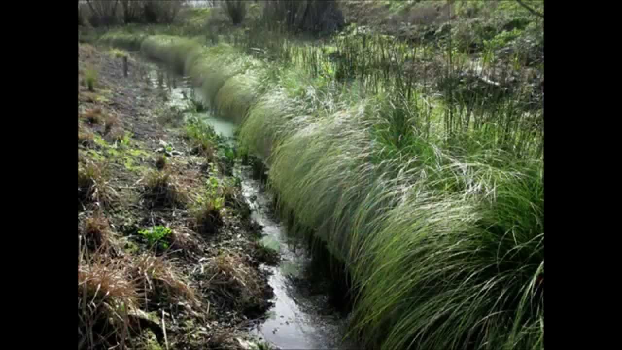 Biohaven floating island technology - YouTube