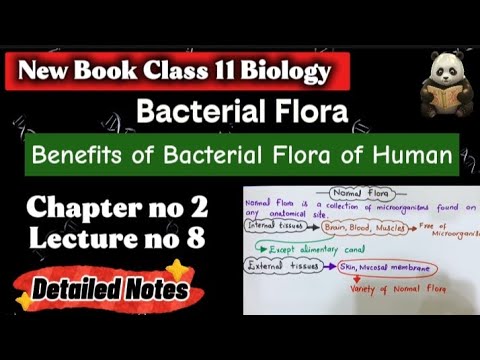 Normal flora|Benefits of bacterial flora of humans|Biology class 11 ...