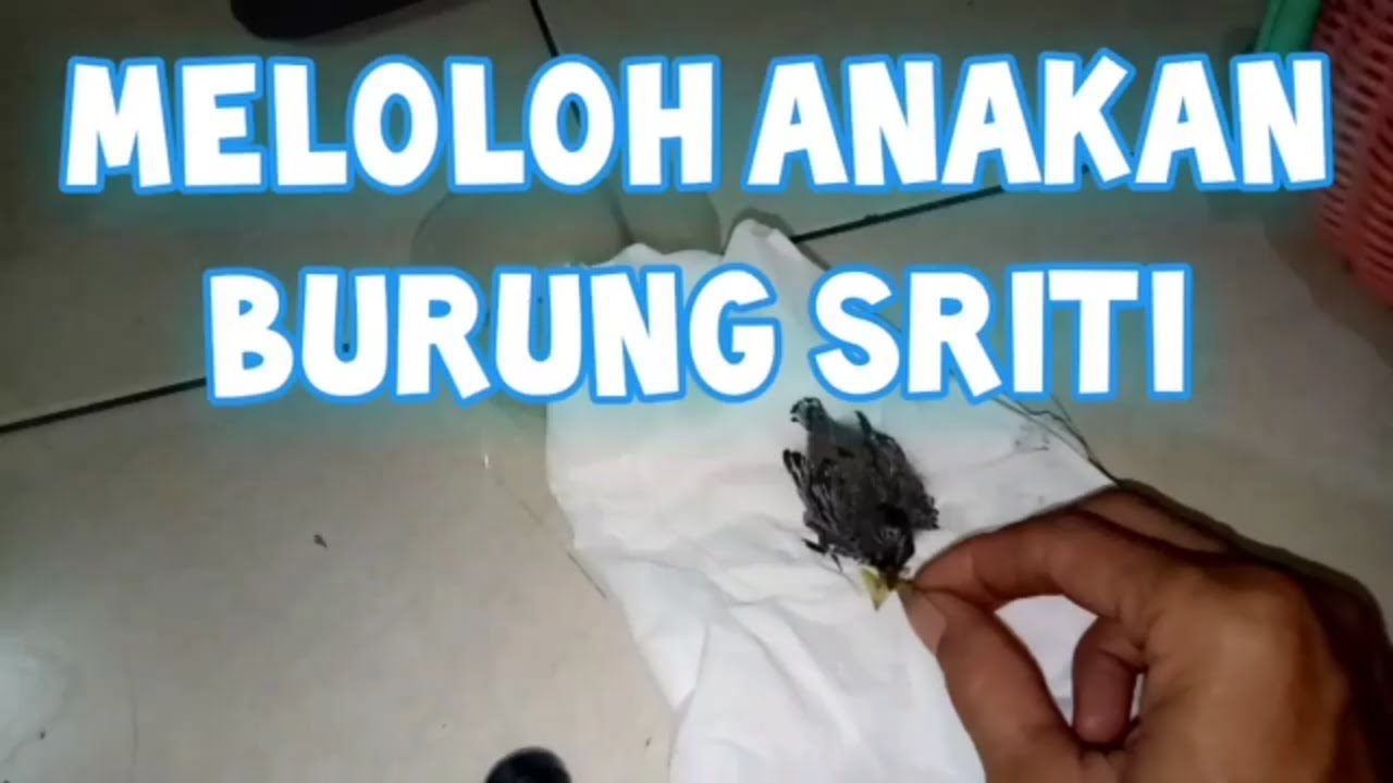 Cara meloloh anakan burung SRITI / PALLOW dengan jangkrik - YouTube
