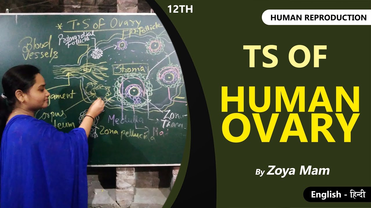 TS of Human Ovary | Human Reproduction | Zoya Rahman | NEET - AIIMS ...